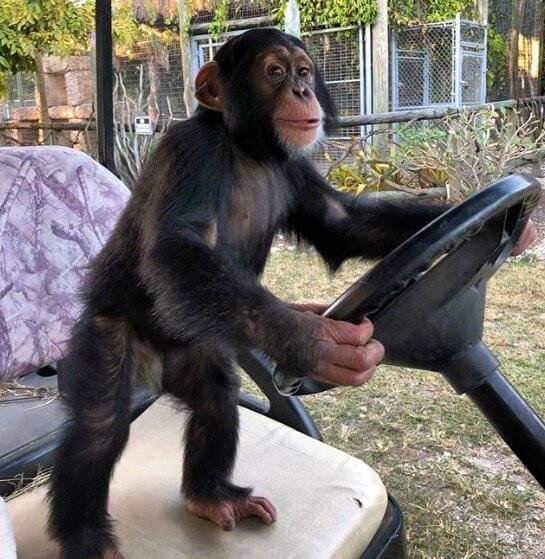 Limbani Chimpanzee – aTrendHub