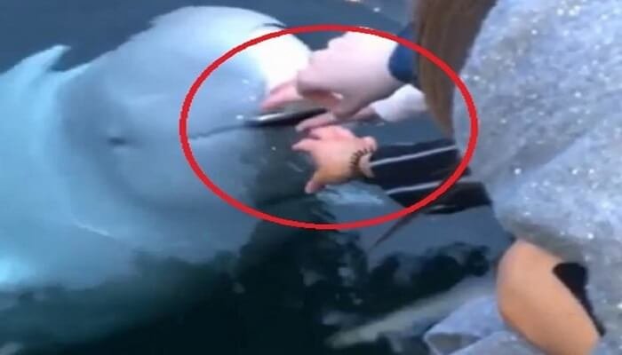A Video Went Viral Where A Whale Returning A Woman's Phone Who Dropped ...